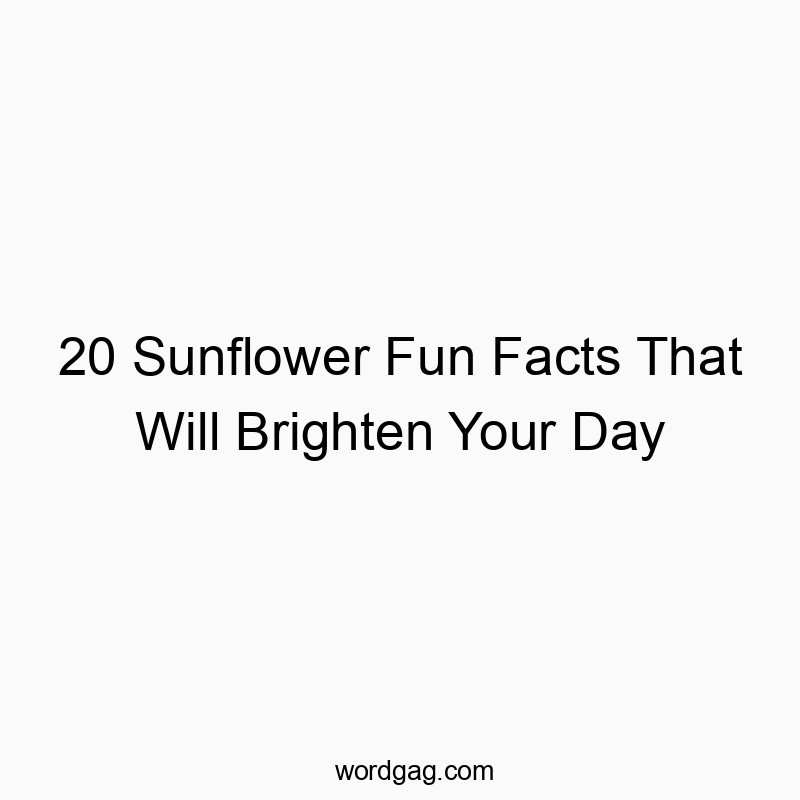 20 Sunflower Fun Facts That Will Brighten Your Day Wordgag ツ